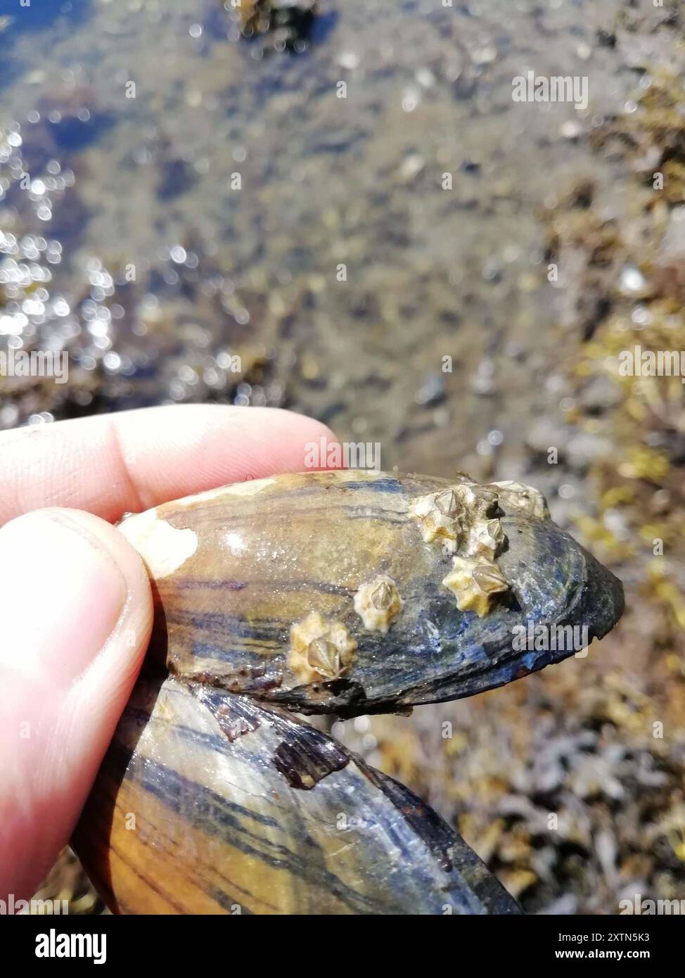 Black Mussels (Mytilus) Mollusca Stock Photo - Alamy