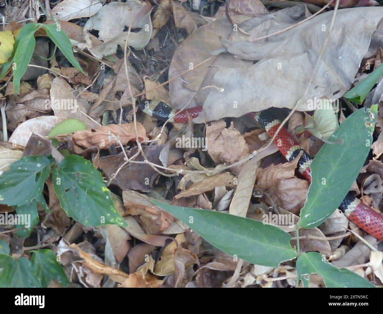 Central American Coralsnake (Micrurus nigrocinctus) Reptilia Stock ...