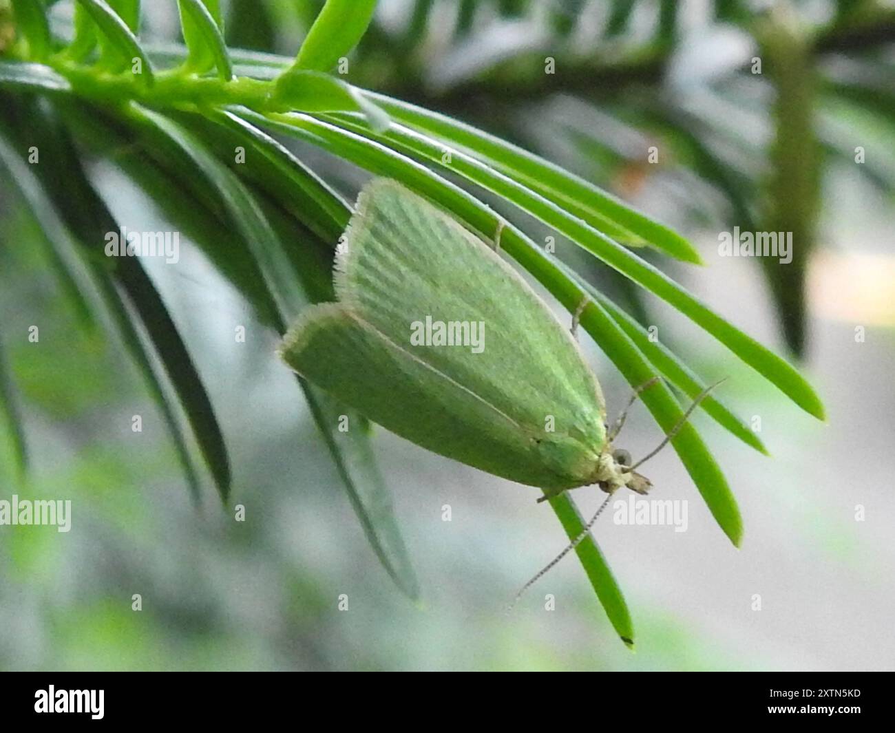 Green Oak Tortrix (Tortrix viridana) Insecta Stock Photo - Alamy