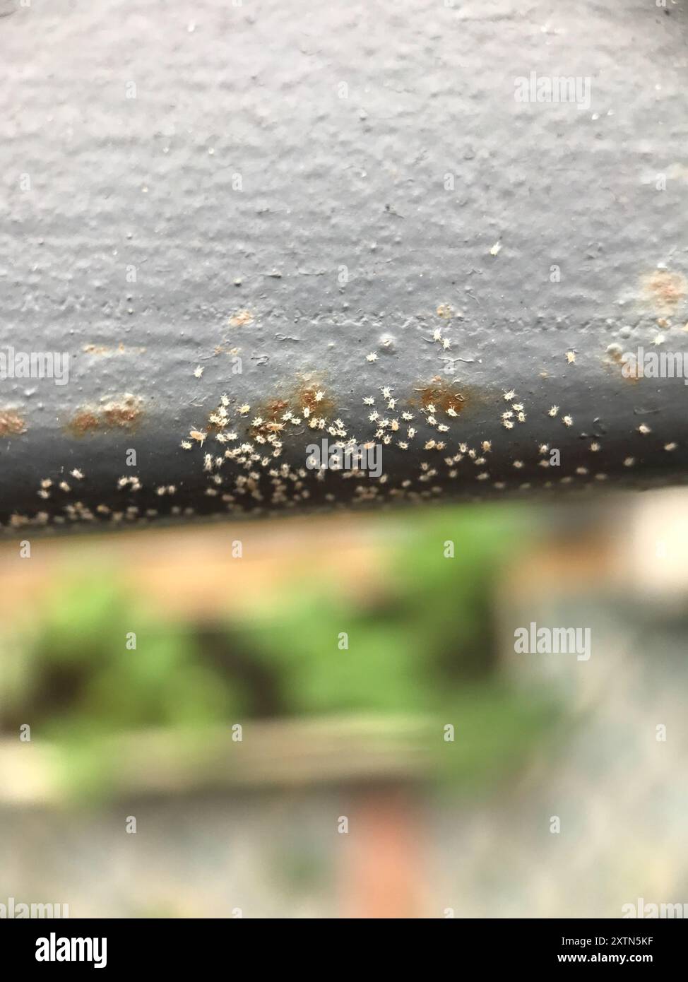 Mites and Ticks (Acari) Arachnida Stock Photo - Alamy