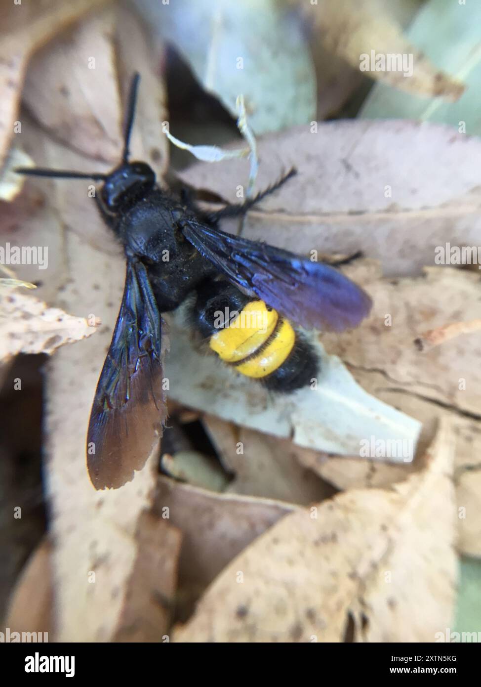 (Scolia hirta hirta) Insecta Stock Photo - Alamy