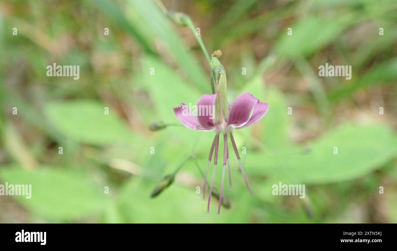 purple lettuce (Prenanthes purpurea) Plantae Stock Photo - Alamy