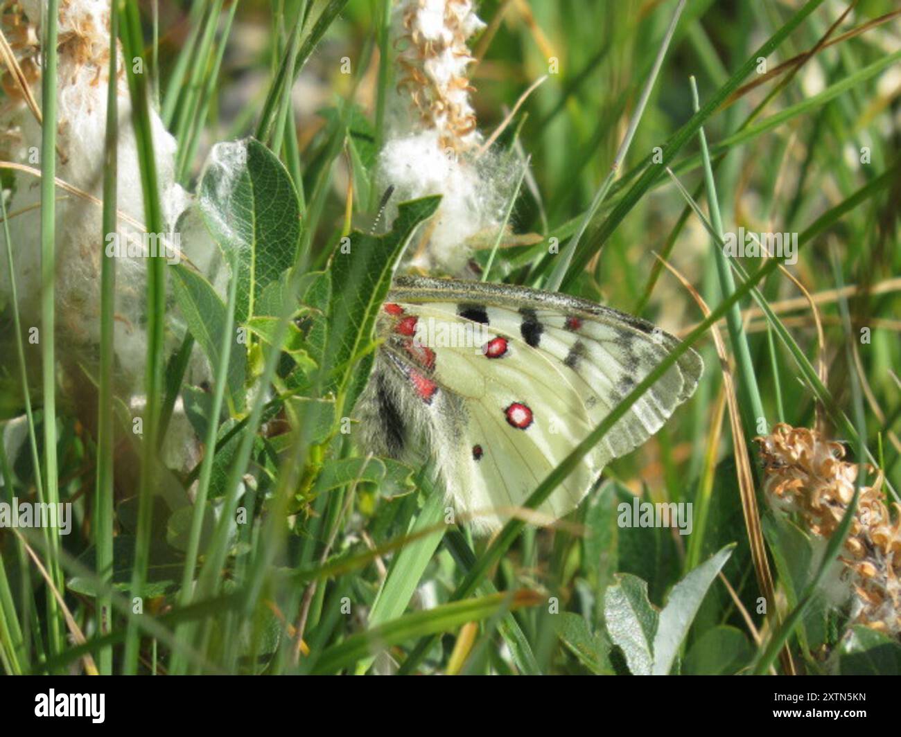 Phoebus Apollo (Parnassius phoebus) Insecta Stock Photo - Alamy