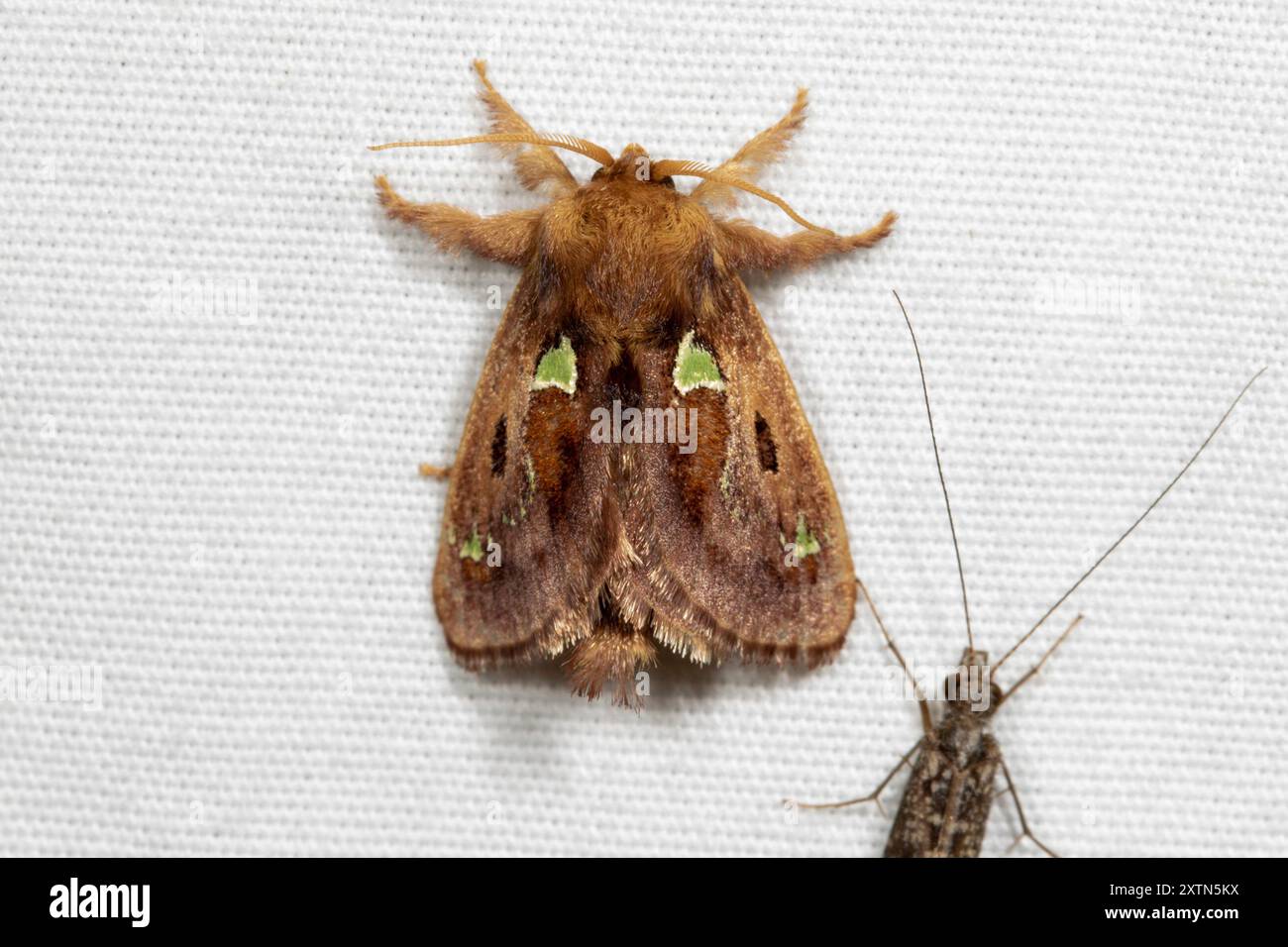 Spiny Oak-slug Moth (Euclea delphinii) Insecta Stock Photo - Alamy