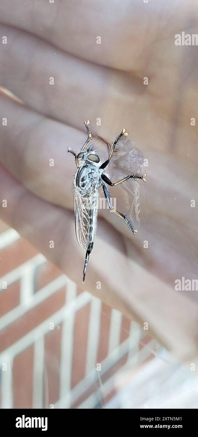 Northeastern Hammertail (Efferia aestuans) Insecta Stock Photo - Alamy