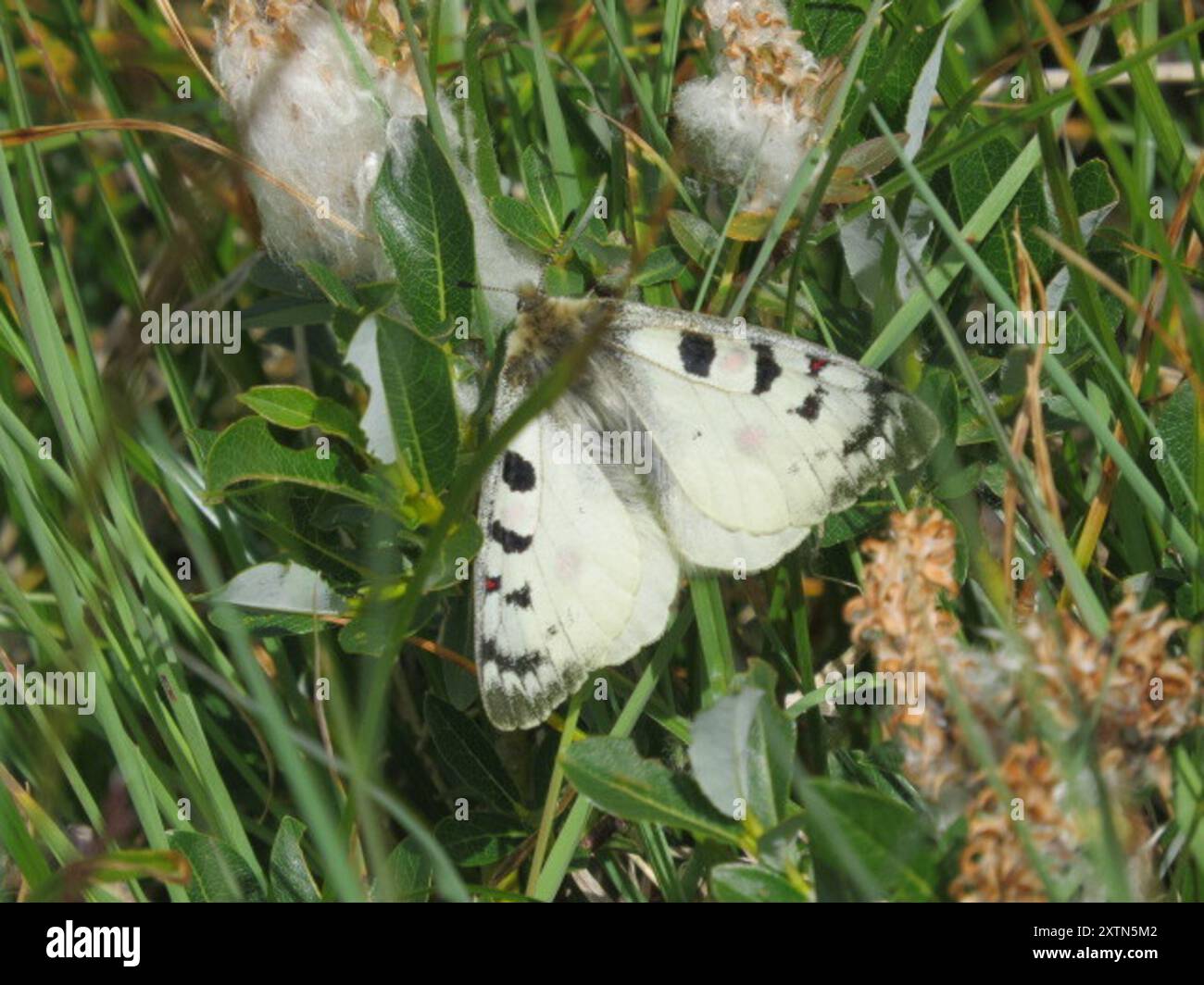 Phoebus Apollo (Parnassius phoebus) Insecta Stock Photo - Alamy
