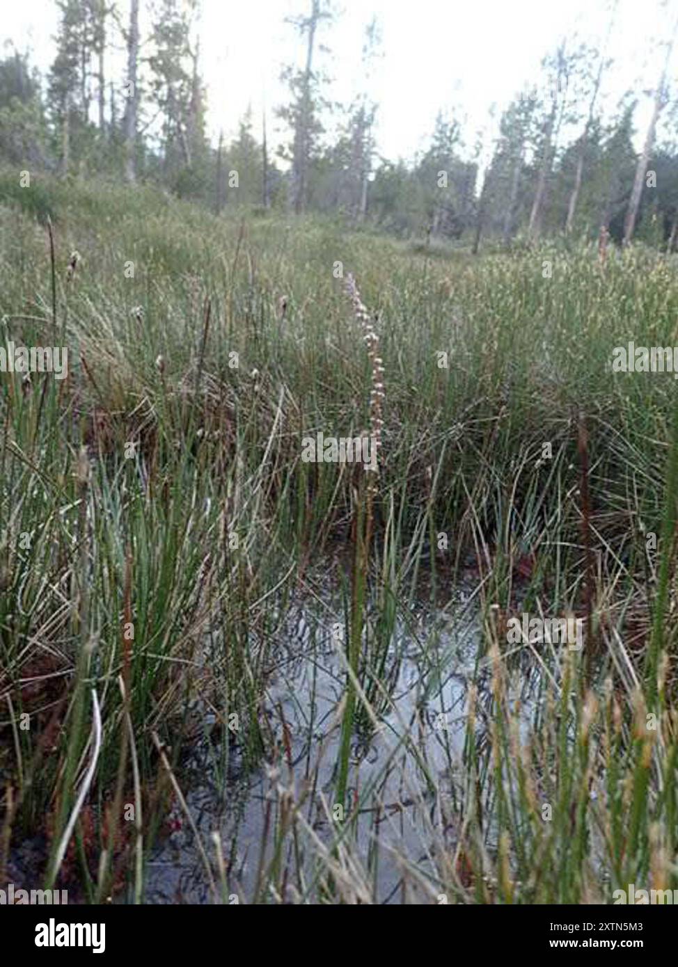 common arrowgrass (Triglochin maritima) Plantae Stock Photo - Alamy