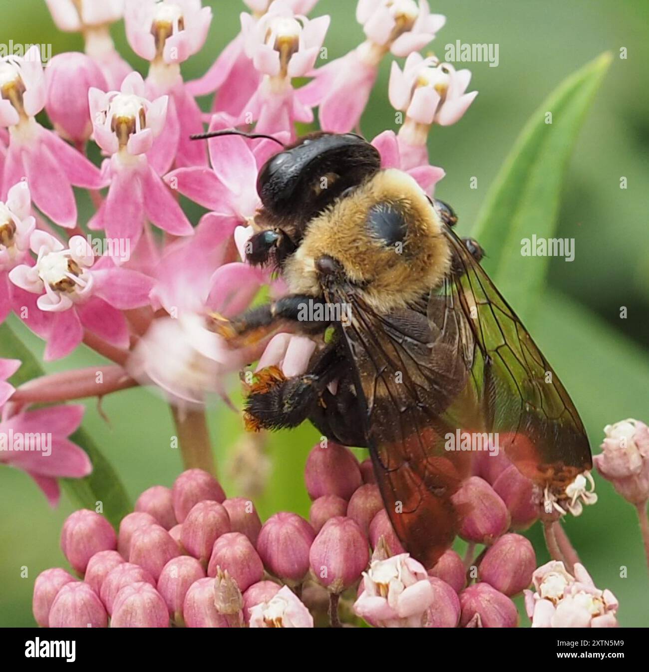 Eastern Carpenter Bee (Xylocopa virginica) Insecta Stock Photo - Alamy
