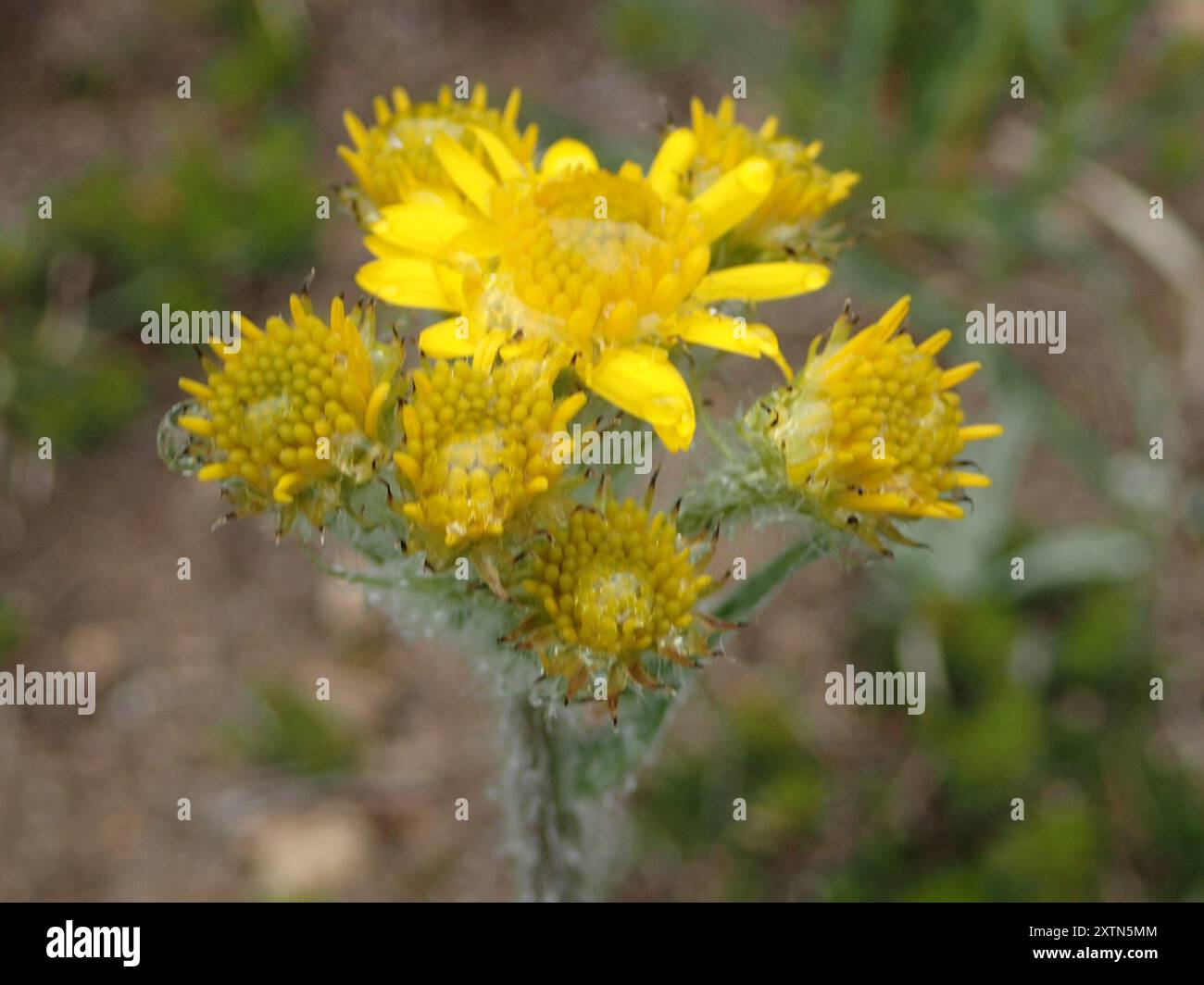 Tall western groundsel (Senecio integerrimus) Plantae Stock Photo - Alamy