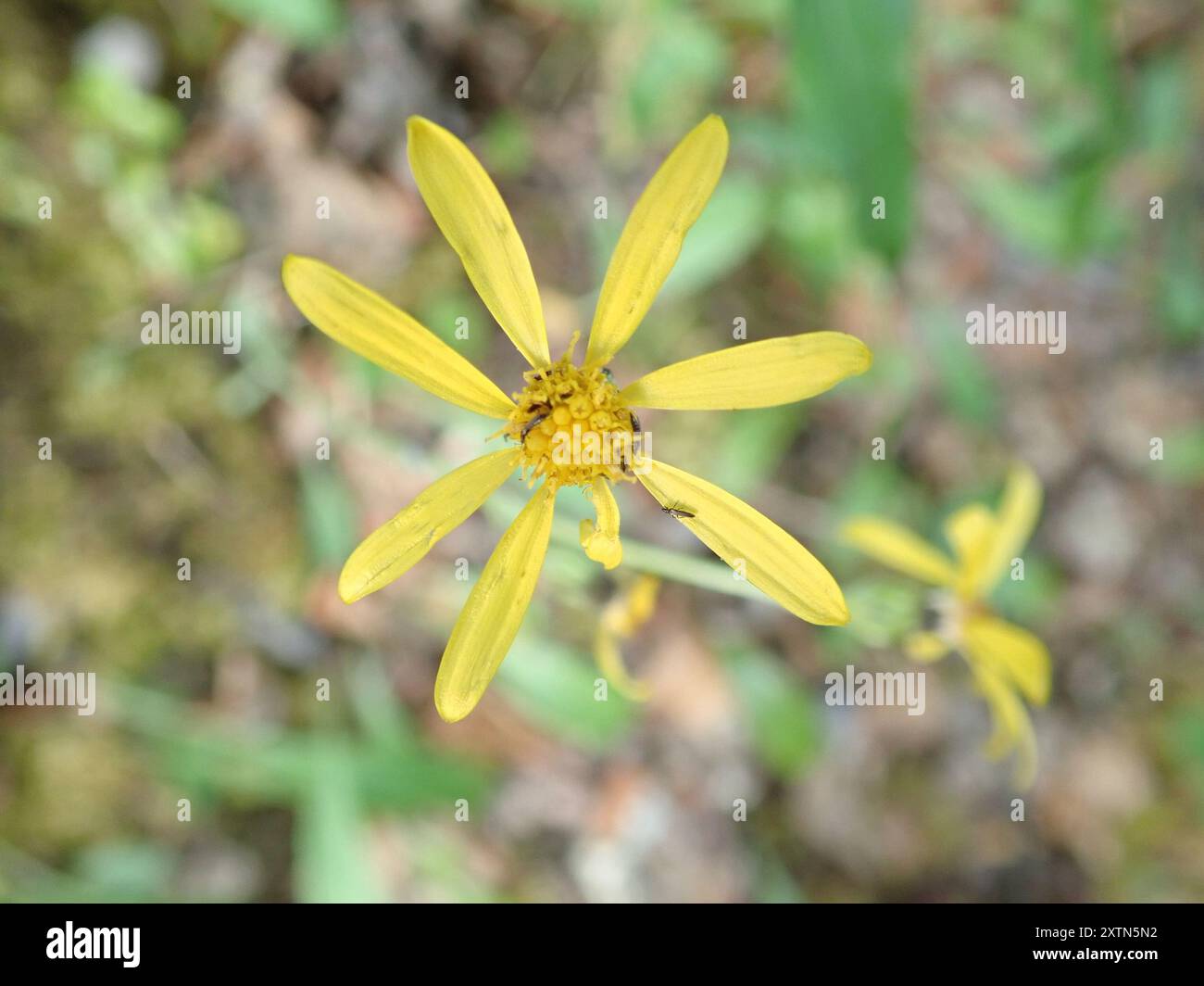 Thrips (Thysanoptera) Insecta Stock Photo - Alamy