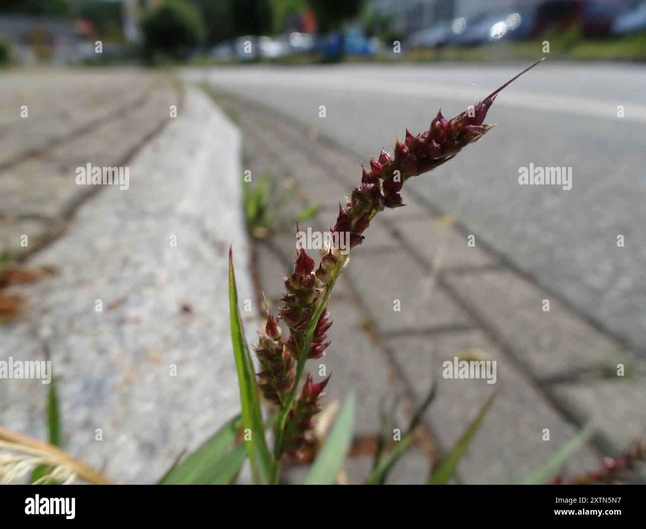 barnyardgrass (Echinochloa crus-galli) Plantae Stock Photo - Alamy
