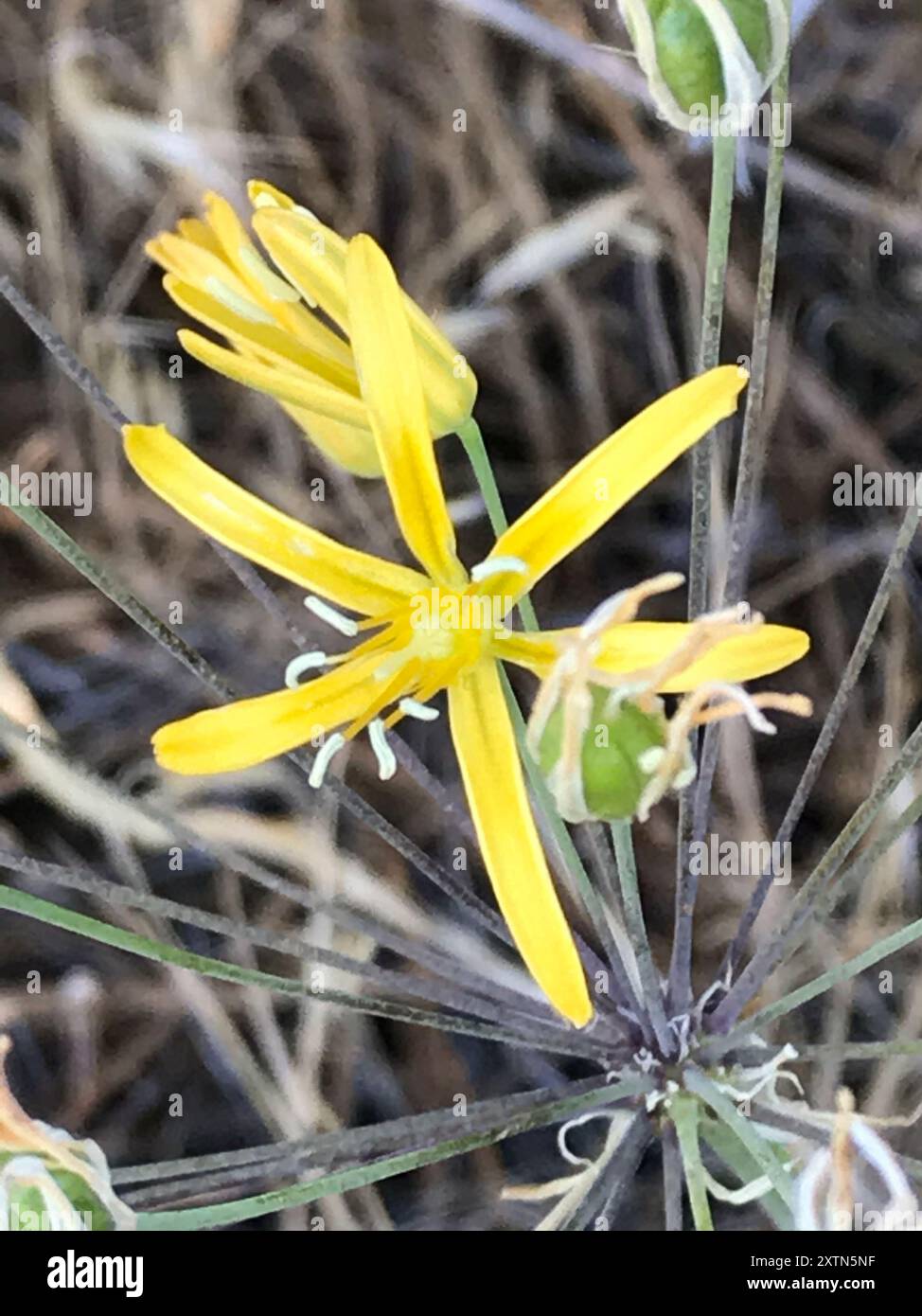 goldenstar (Bloomeria crocea) Plantae Stock Photo - Alamy