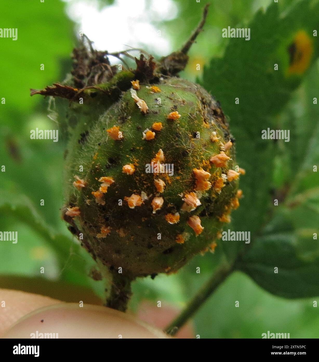 quince rust (Gymnosporangium clavipes) Fungi Stock Photo - Alamy