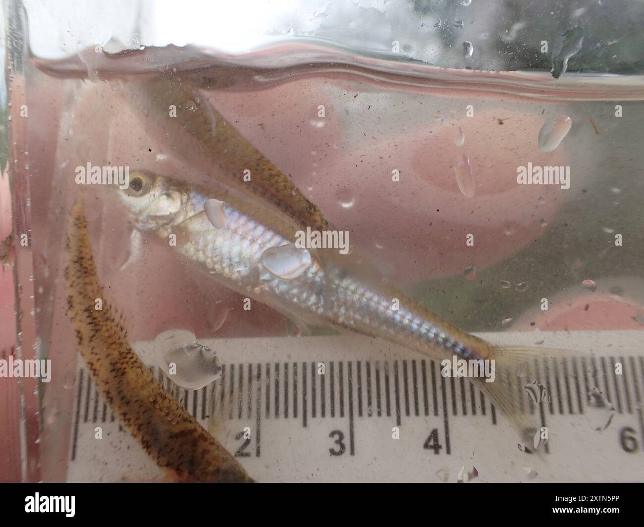 Emerald Shiner (Notropis atherinoides) Actinopterygii Stock Photo - Alamy