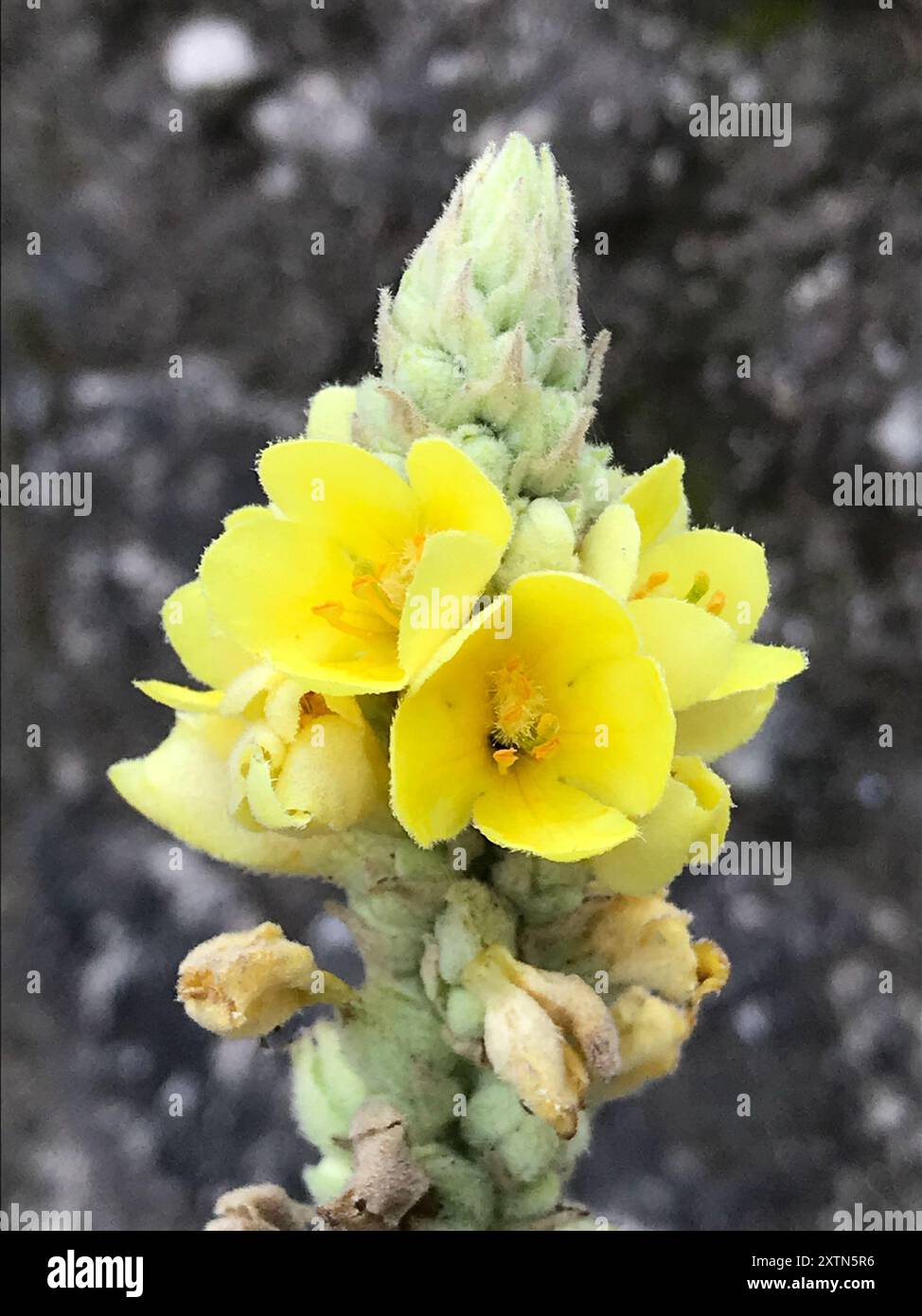 great mullein (Verbascum thapsus) Plantae Stock Photo - Alamy