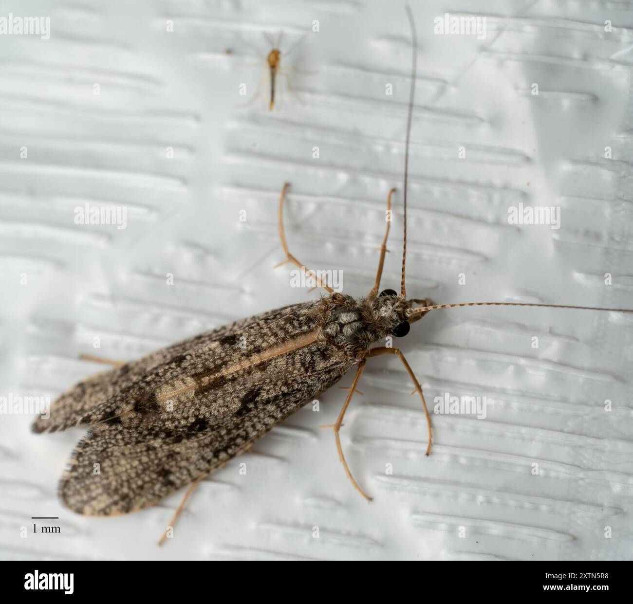 Net-spinning Caddisflies (Hydropsychidae) Insecta Stock Photo - Alamy