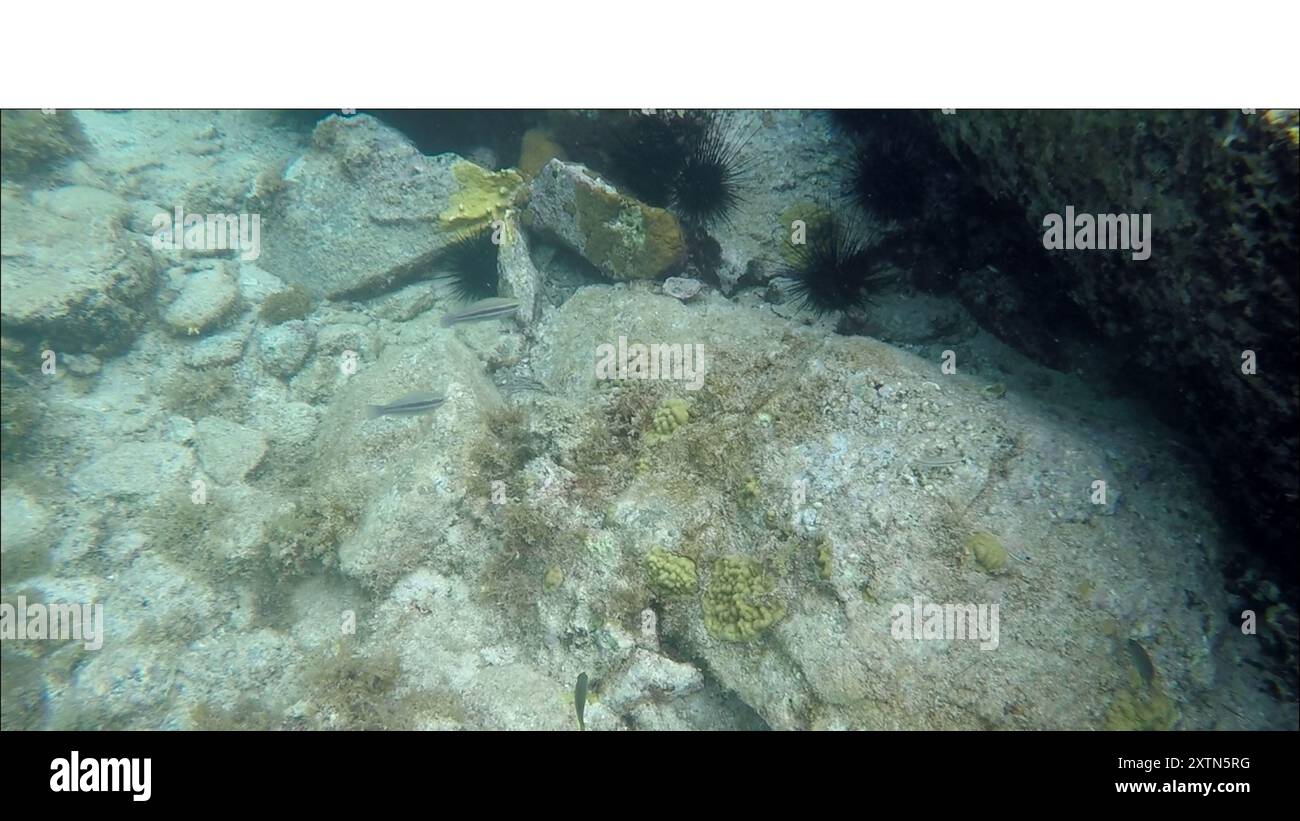 Striped Parrotfish (Scarus iseri) Actinopterygii Stock Photo - Alamy