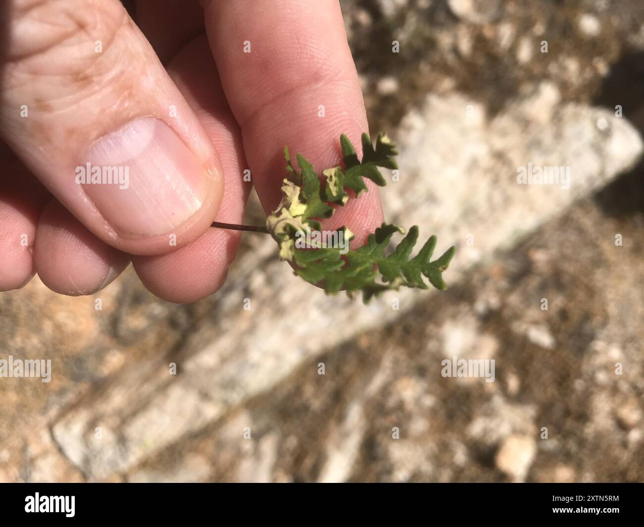 star cloak fern (Notholaena standleyi) Plantae Stock Photo - Alamy