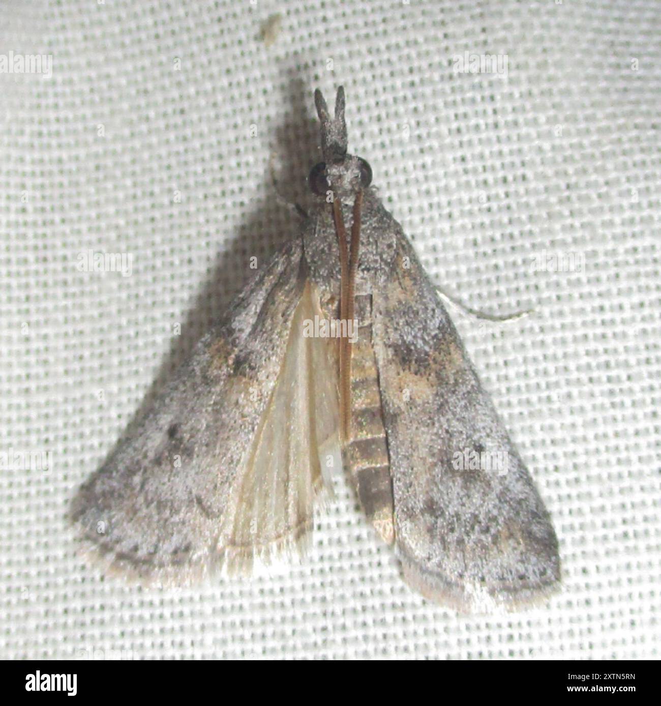 Butterflies and Moths (Lepidoptera) Insecta Stock Photo - Alamy