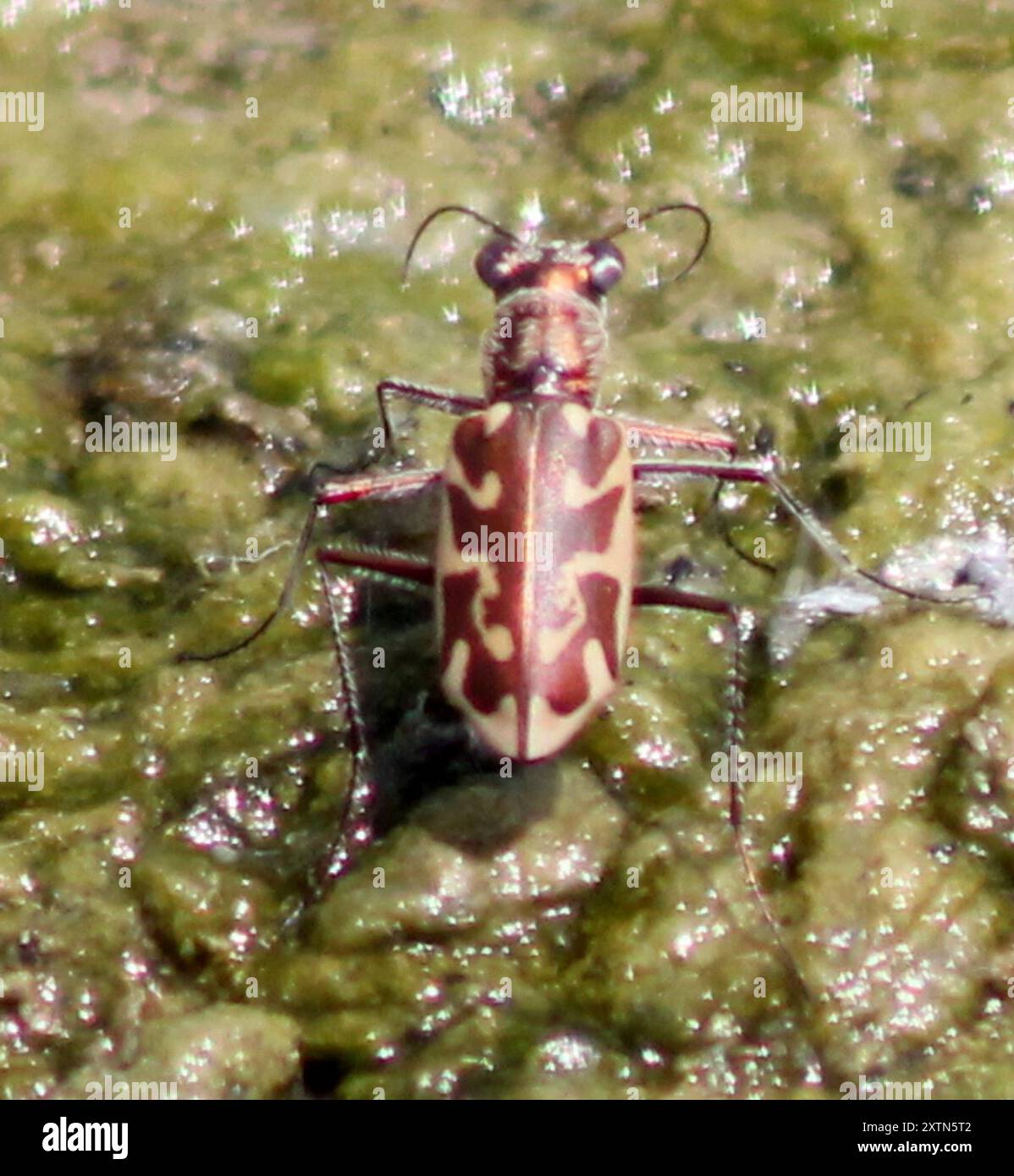Sandy Stream Tiger Beetle (Ellipsoptera macra) Insecta Stock Photo - Alamy