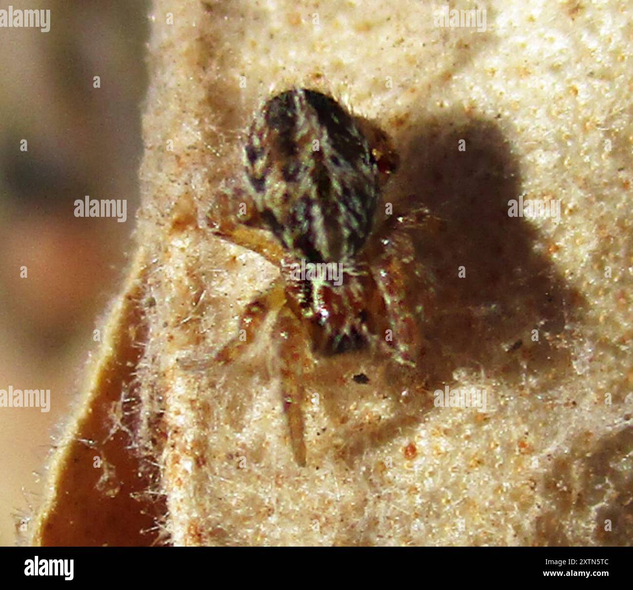 Spiders (Araneae) Arachnida Stock Photo - Alamy