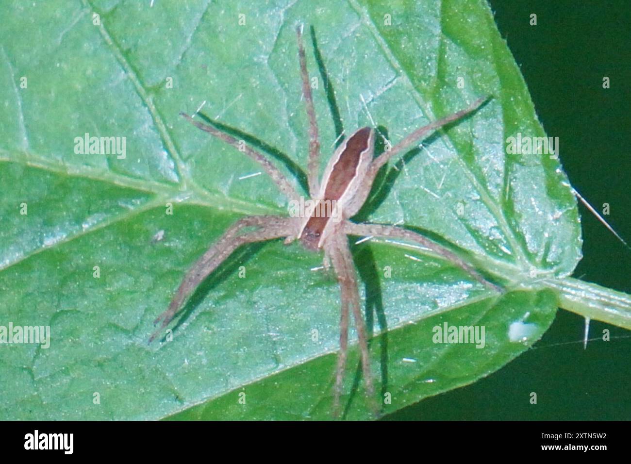 American Nursery Web Spider (Pisaurina mira) Arachnida Stock Photo - Alamy