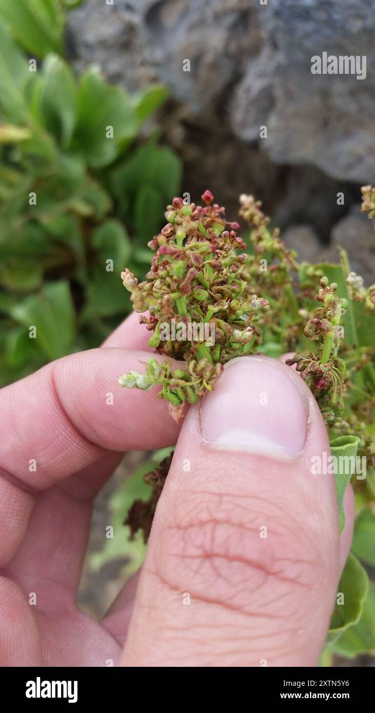 Pawale (Rumex giganteus) Plantae Stock Photo - Alamy
