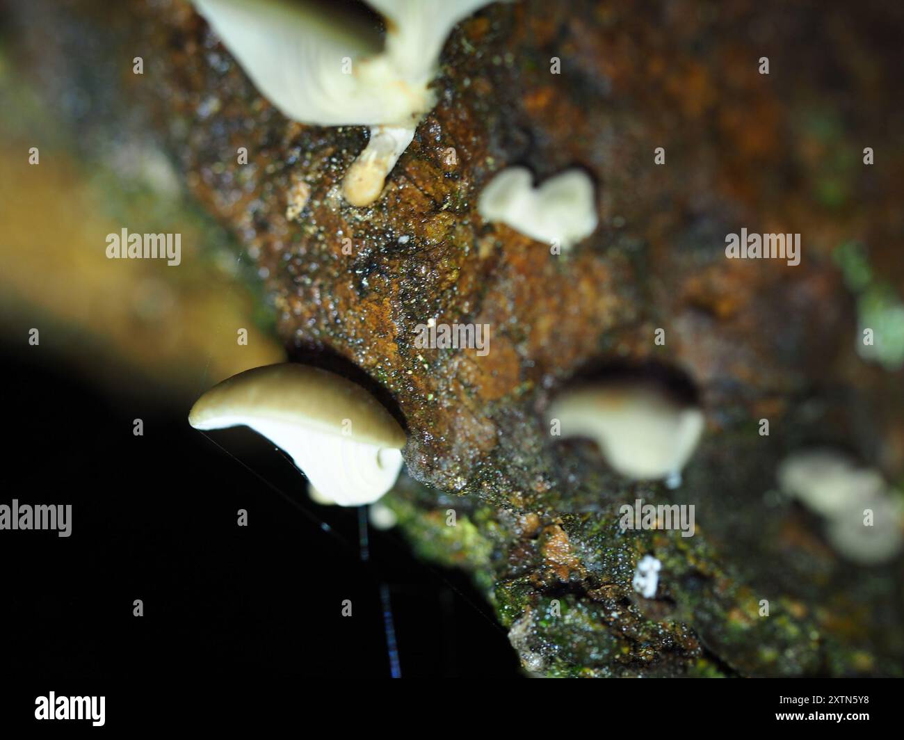 (Pleurotus purpureo-olivaceus) Fungi Stock Photo - Alamy
