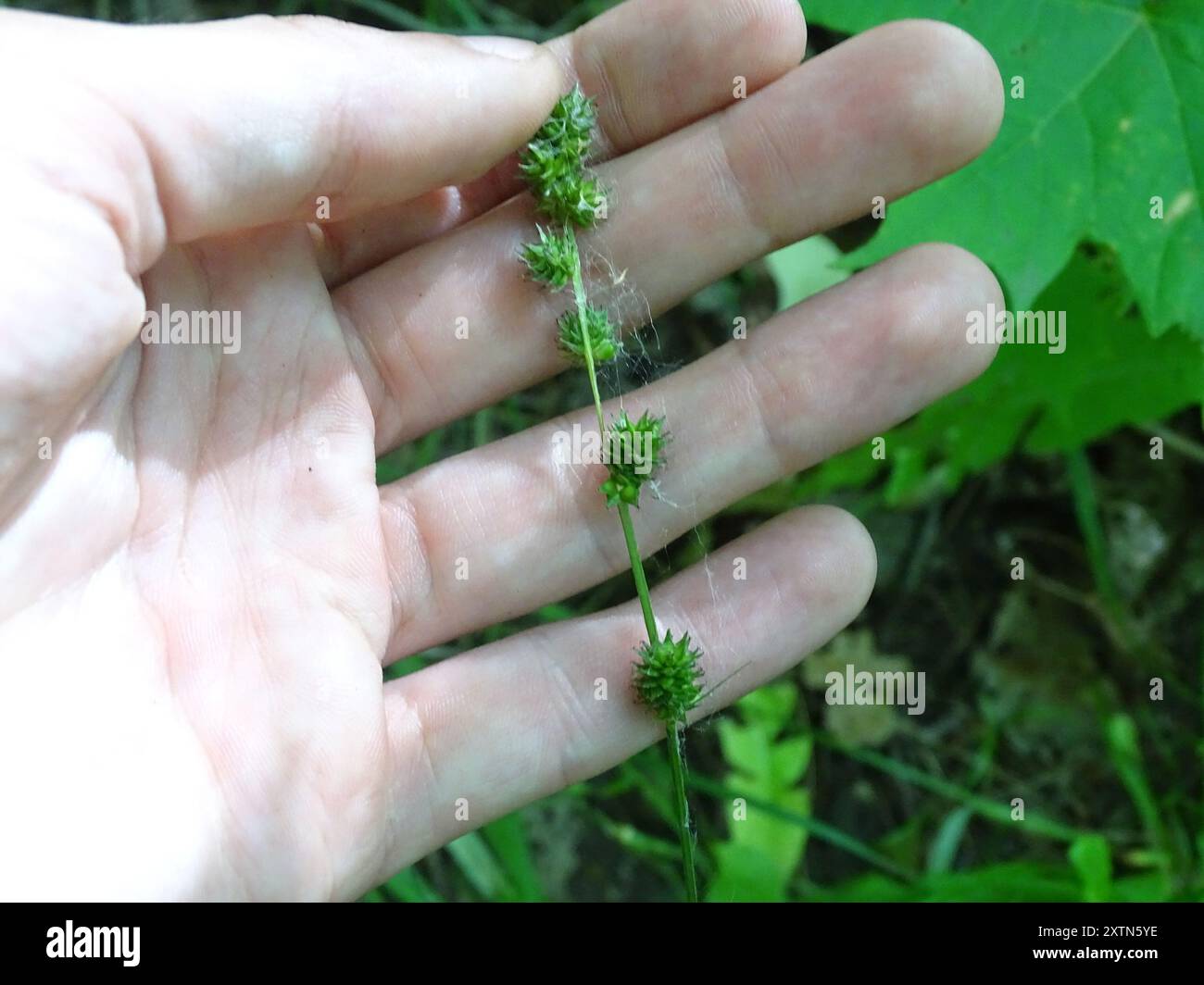 bur reed sedge (Carex sparganioides) Plantae Stock Photo - Alamy