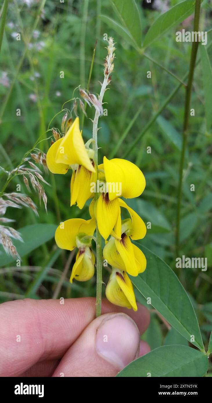 Rattlepods (Crotalaria) Plantae Stock Photo - Alamy