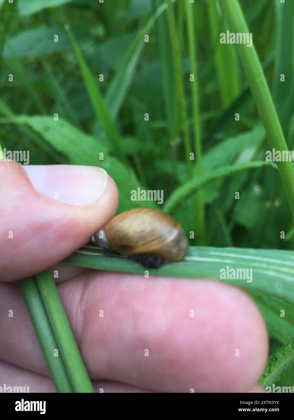 Amber Snails (Succineidae) Mollusca Stock Photo - Alamy