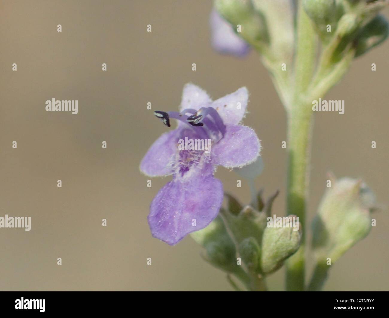 Five-leaved chaste tree (Vitex negundo) Plantae Stock Photo - Alamy