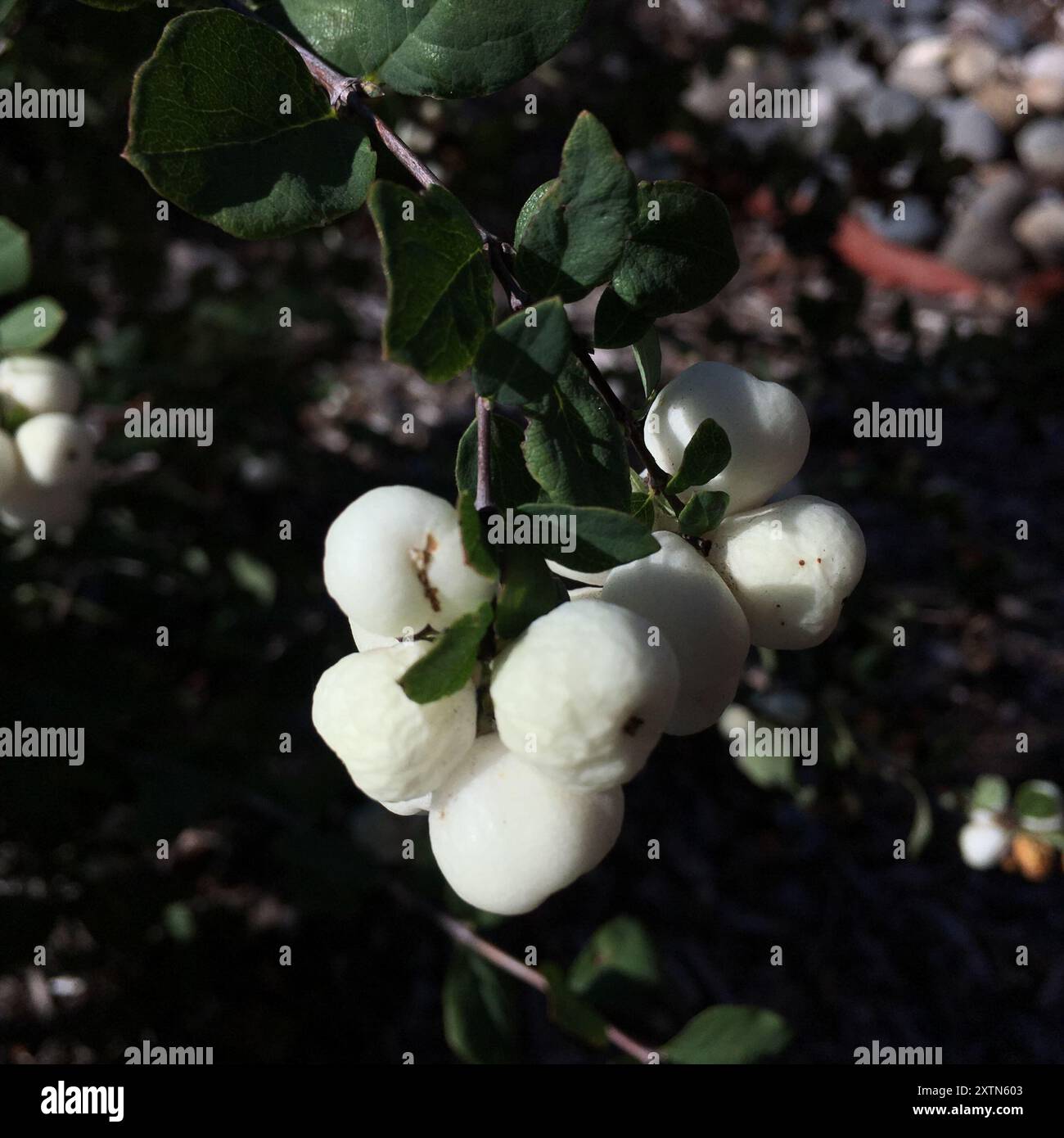 Common Snowberry (Symphoricarpos albus) Plantae Stock Photo - Alamy