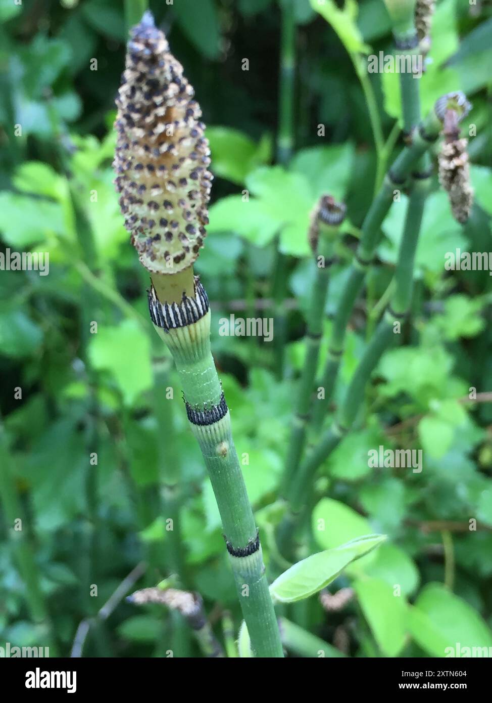 rough horsetail (Equisetum hyemale) Plantae Stock Photo - Alamy