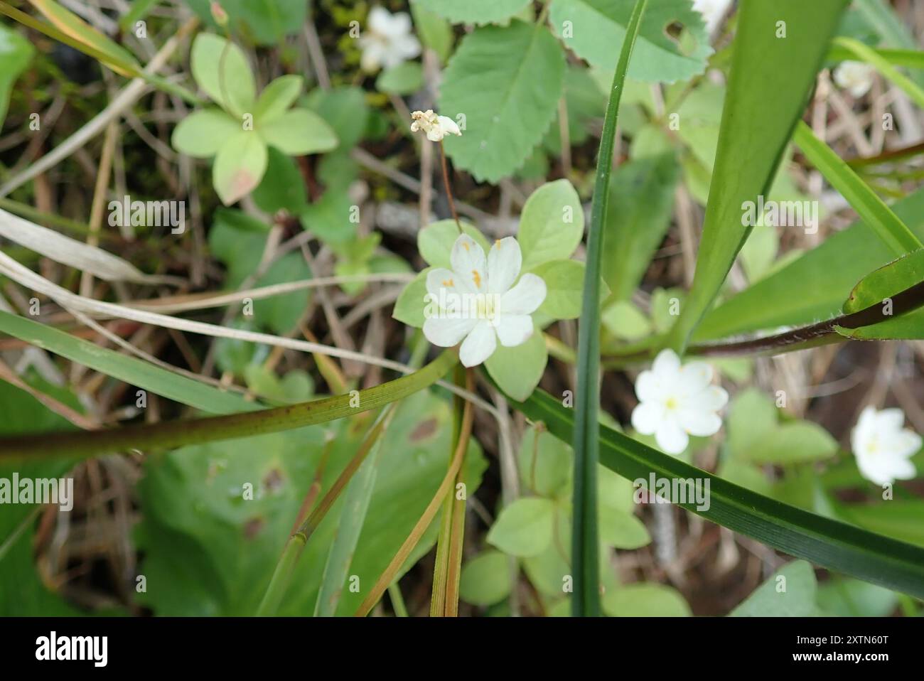 Arctic Starflower (Lysimachia europaea) Plantae Stock Photo - Alamy
