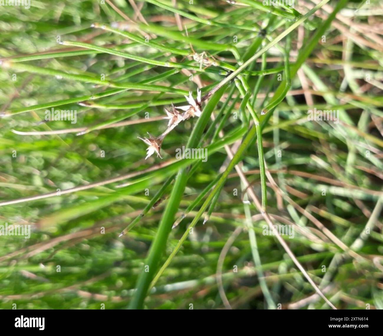 star sedge (Carex echinata) Plantae Stock Photo - Alamy