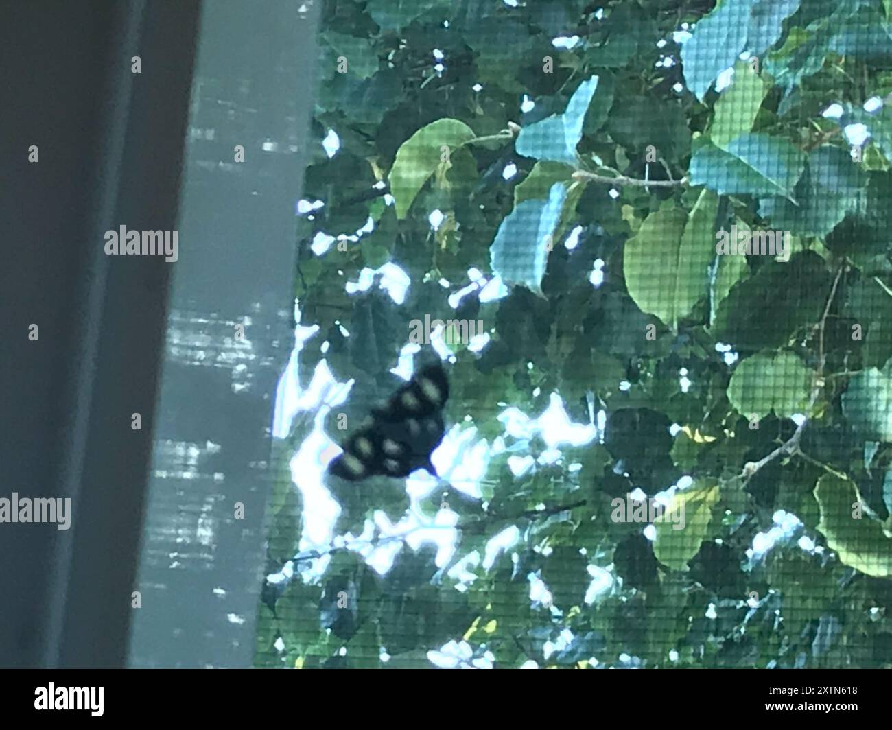 Eight-spotted Forester Moth (Alypia octomaculata) Insecta Stock Photo ...