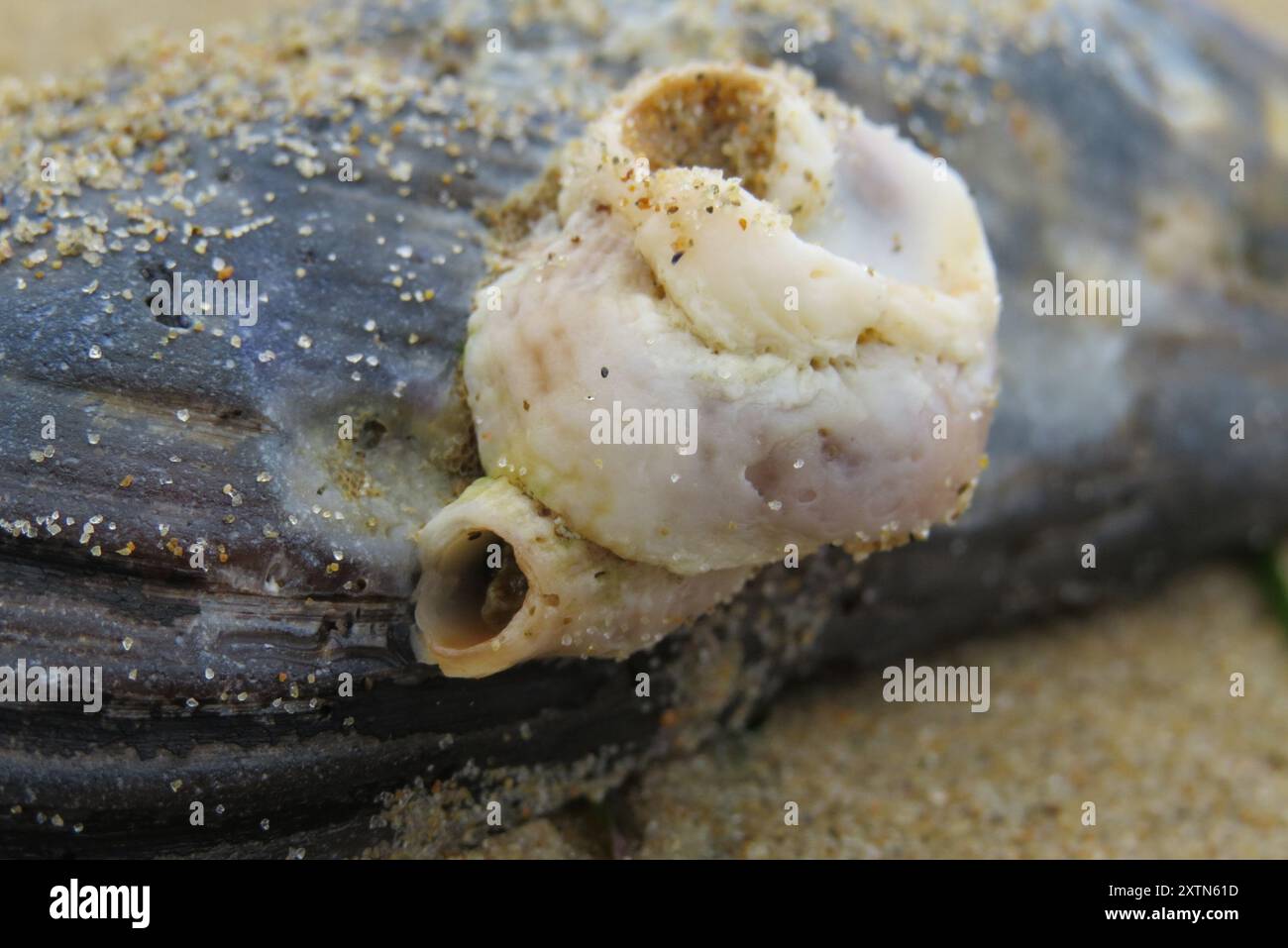 Thylacodes hi-res stock photography and images - Alamy