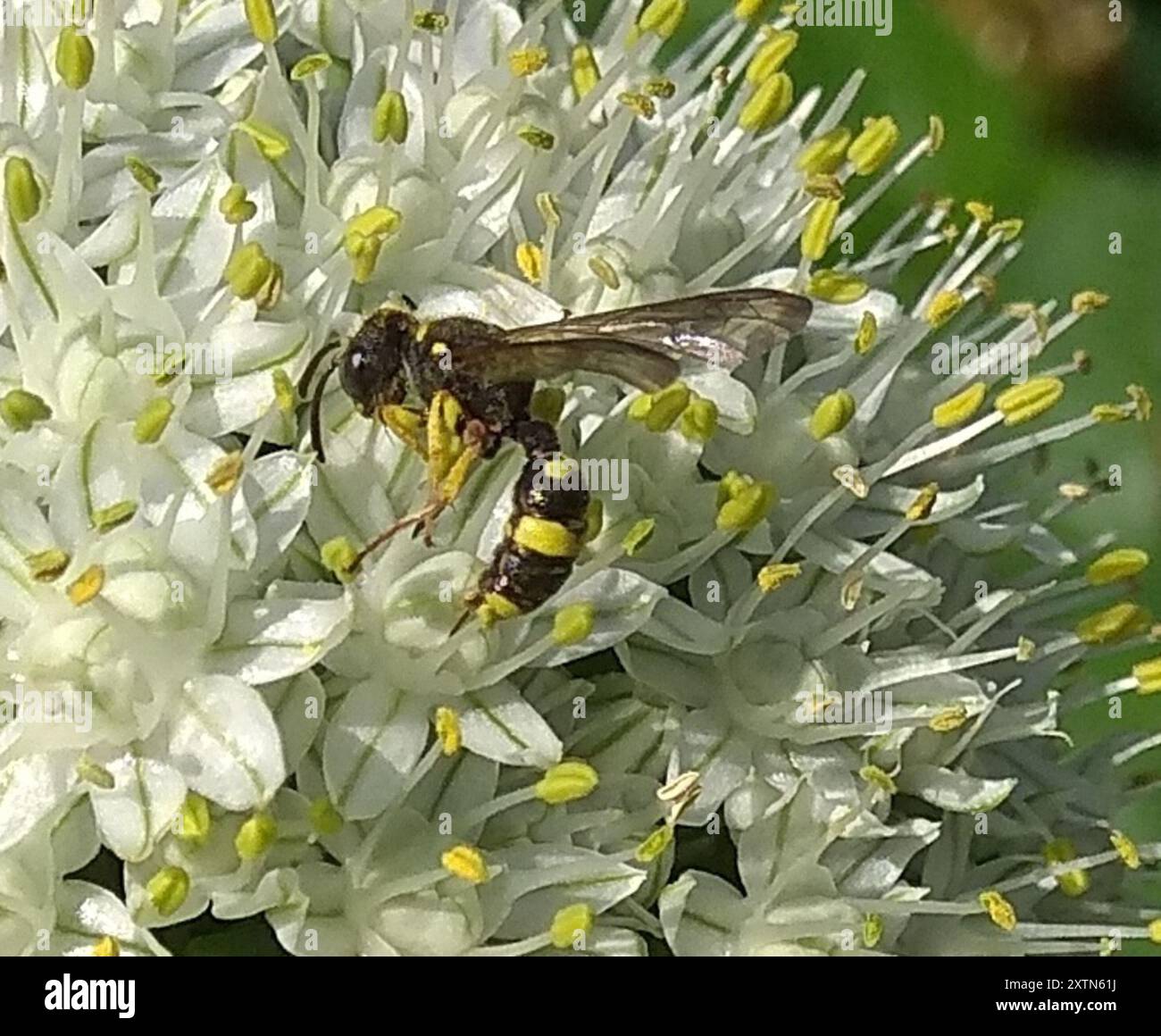 Typical Weevil Wasps and Allies (Cerceris) Insecta Stock Photo - Alamy