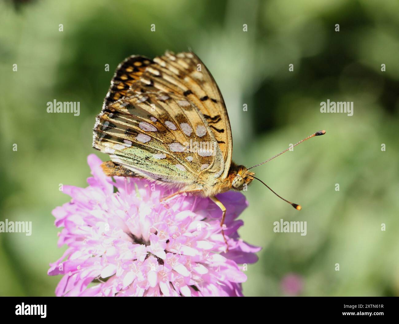 Dark Green Fritillary (Argynnis aglaja) Insecta Stock Photo - Alamy