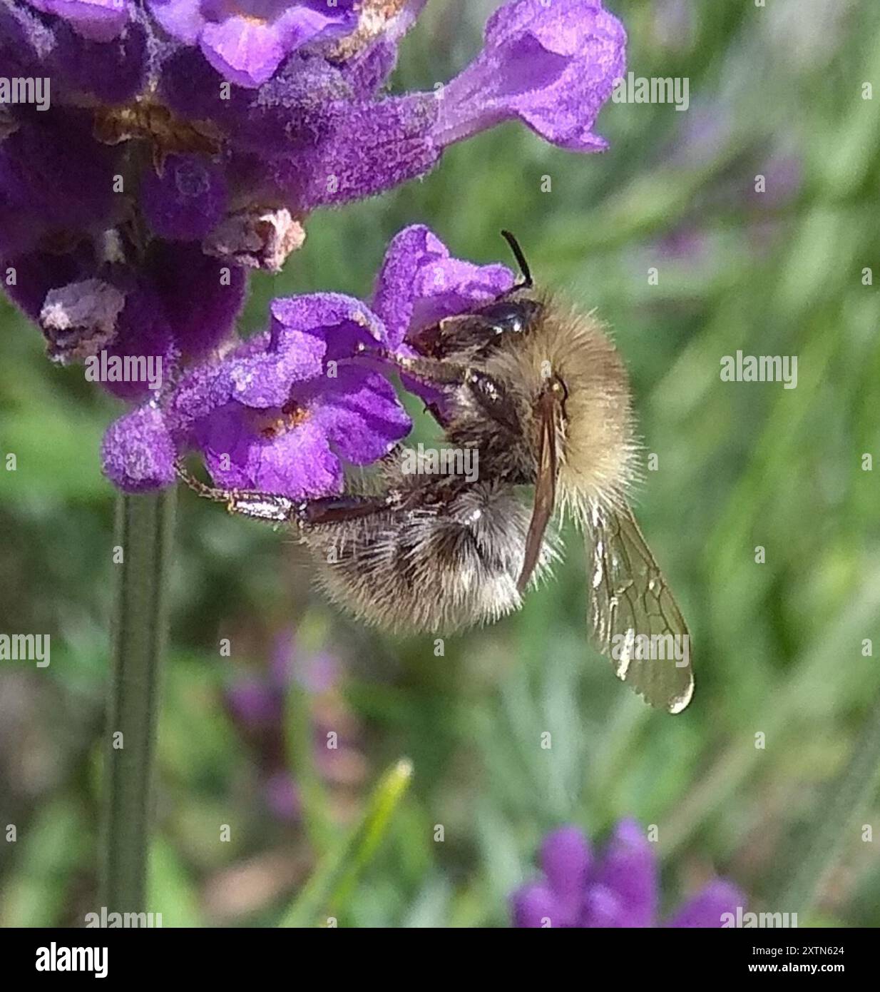 Common Carder Bumble Bee (Bombus pascuorum) Insecta Stock Photo - Alamy