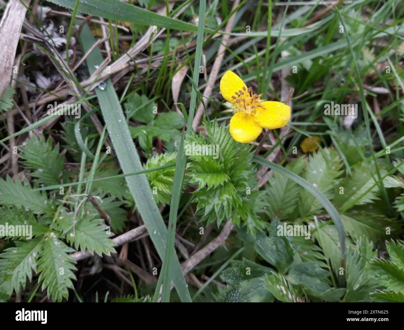common silverweed (Argentina anserina) Plantae Stock Photo - Alamy