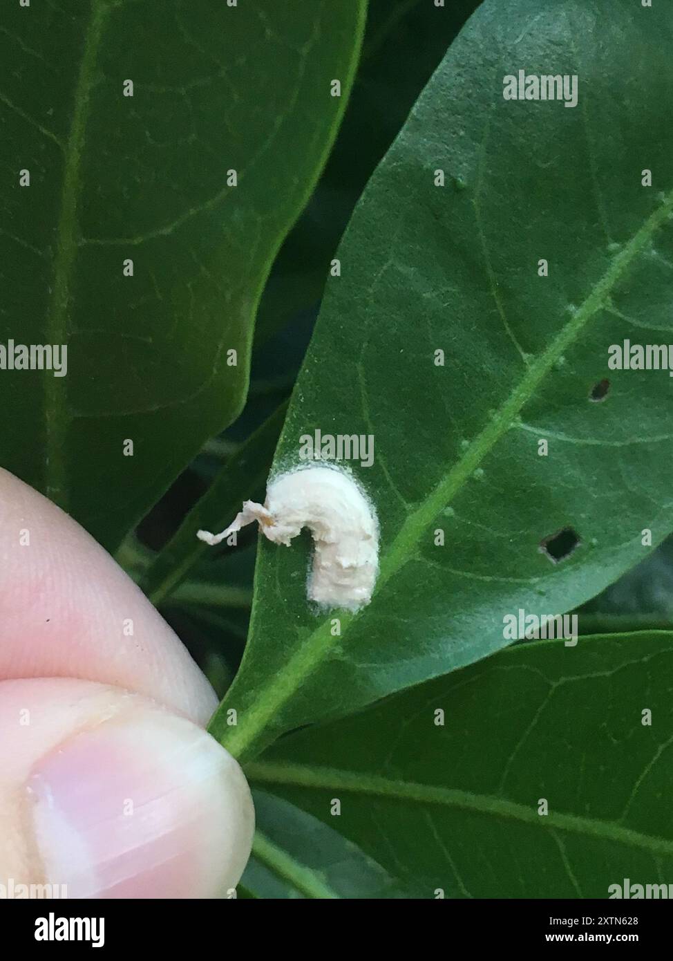 Scale Insects (Coccoidea) Insecta Stock Photo - Alamy
