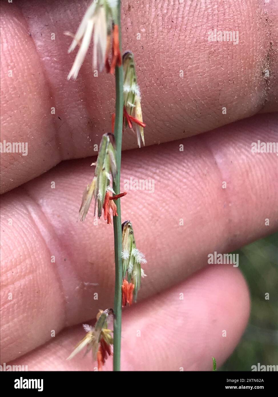 Sideoats Grama (Bouteloua curtipendula) Plantae Stock Photo - Alamy