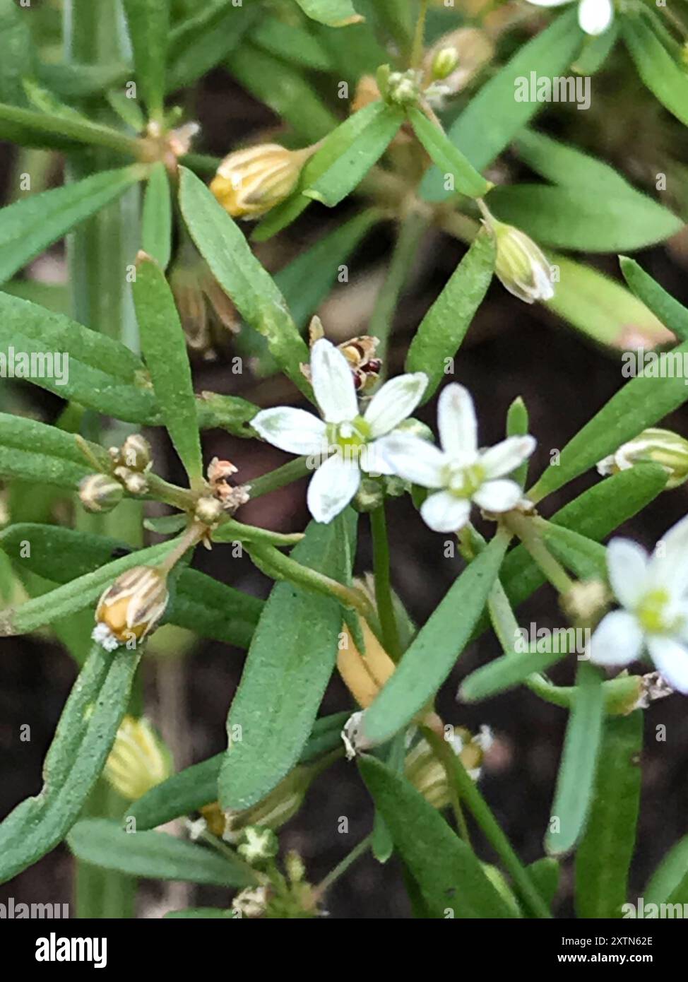 green carpetweed (Mollugo verticillata) Plantae Stock Photo - Alamy