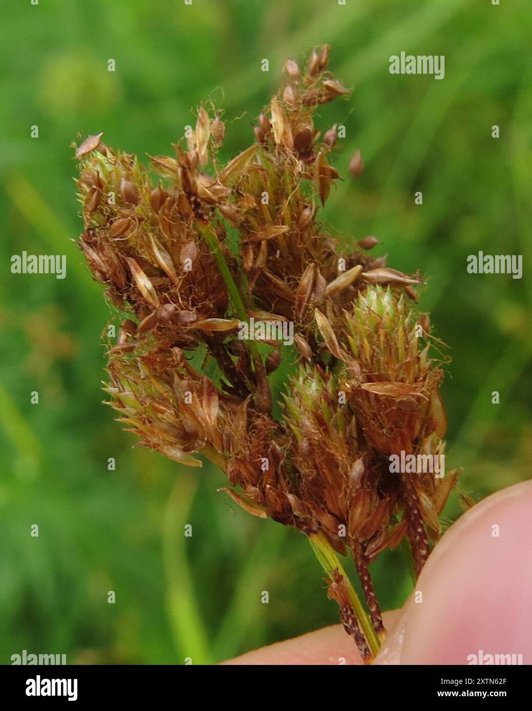 nodding bulrush (Scirpus pendulus) Plantae Stock Photo - Alamy