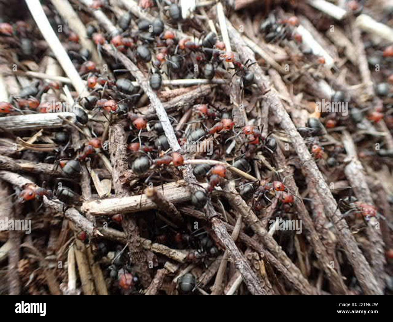 Western Thatching Ant (Formica obscuripes) Insecta Stock Photo - Alamy