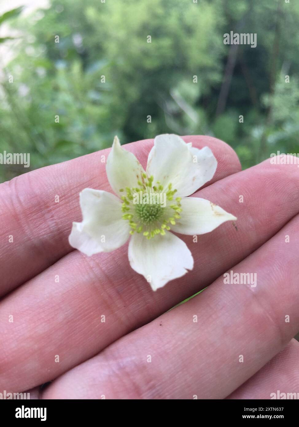 tall thimbleweed (Anemone virginiana) Plantae Stock Photo - Alamy