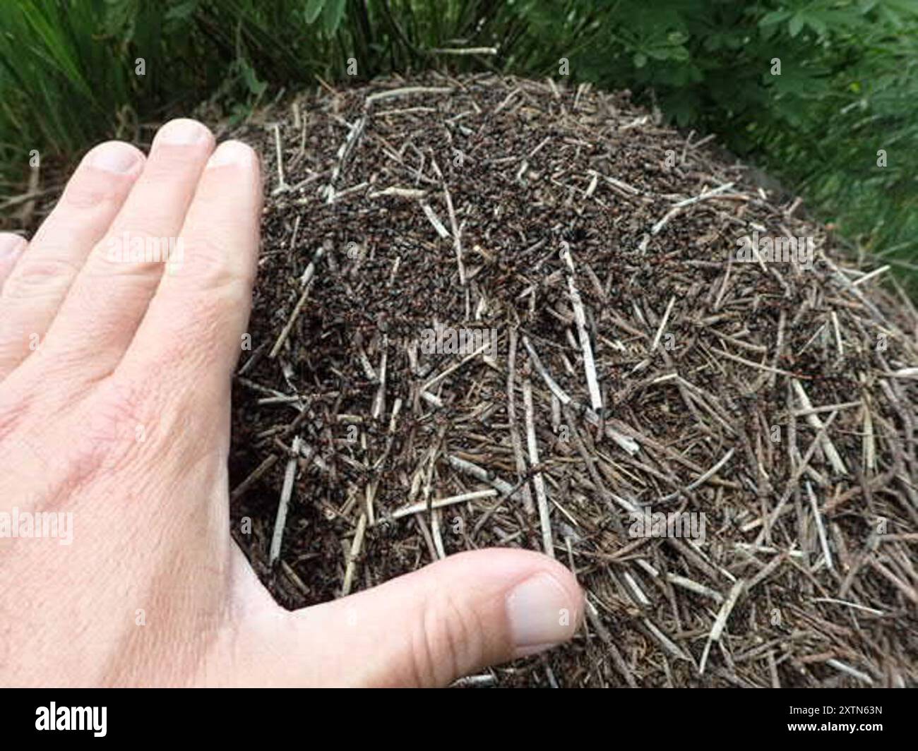 Western Thatching Ant (Formica obscuripes) Insecta Stock Photo - Alamy