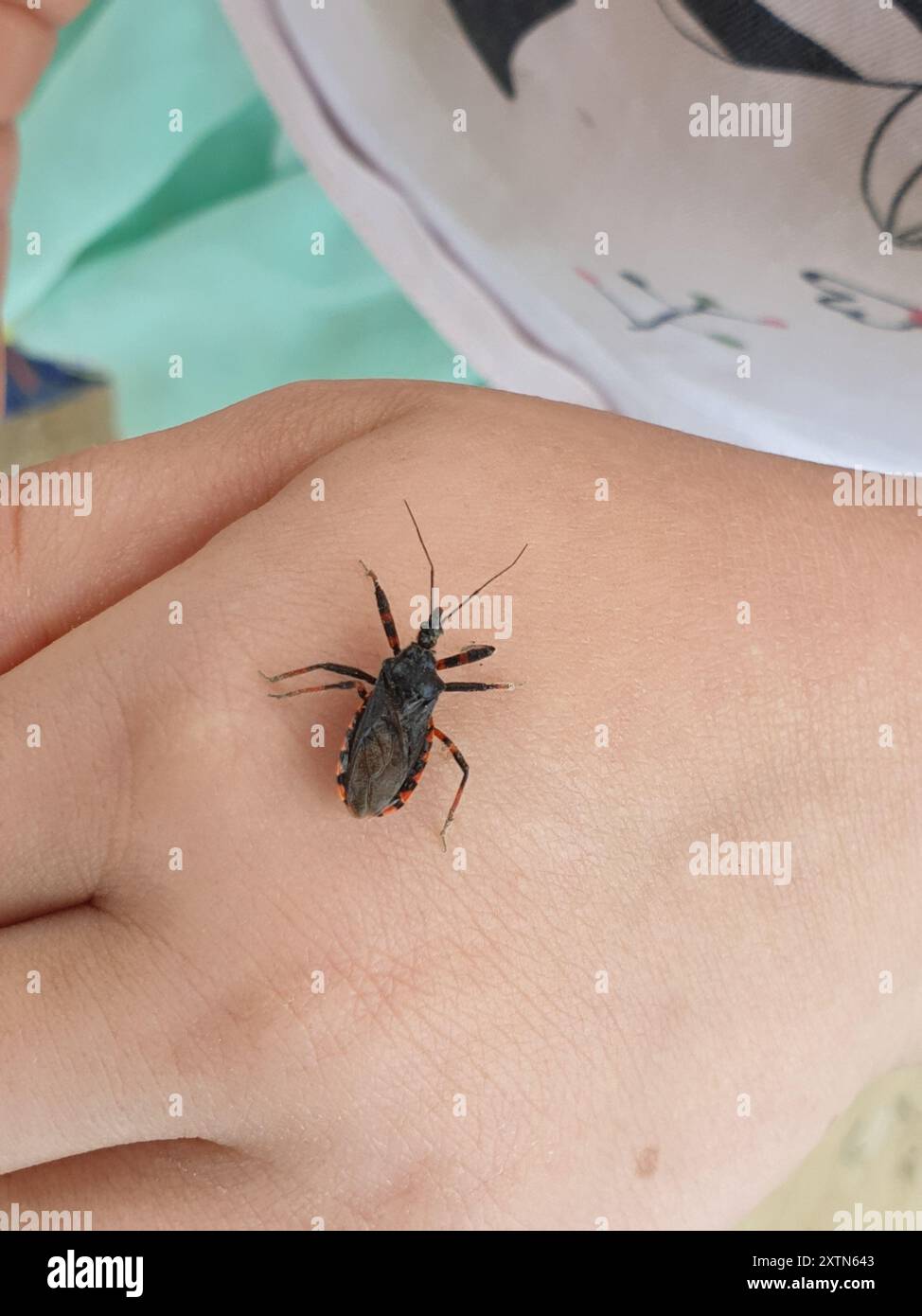 (Rhynocoris annulatus) Insecta Stock Photo - Alamy